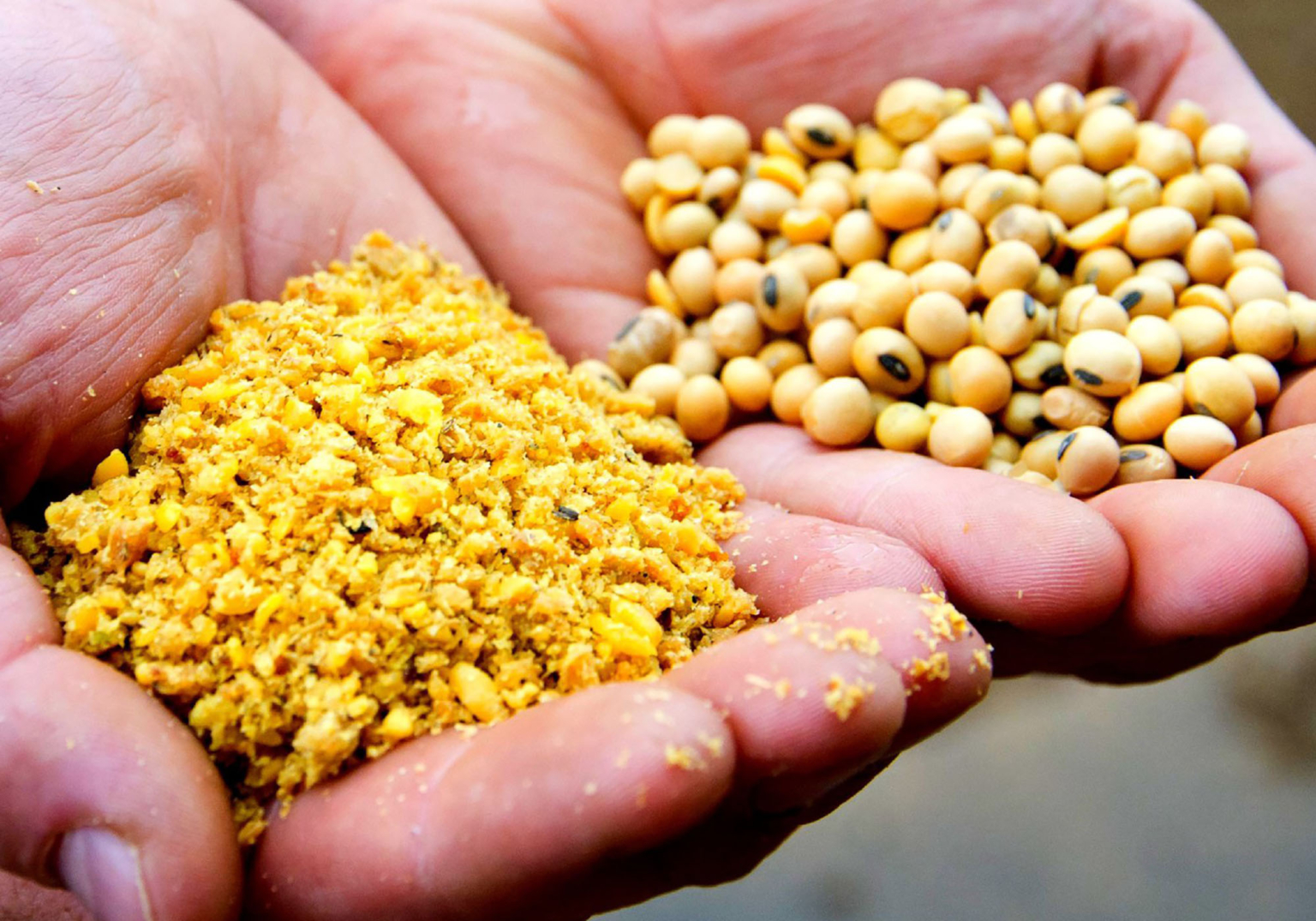 Full-fat soya - Ottevanger